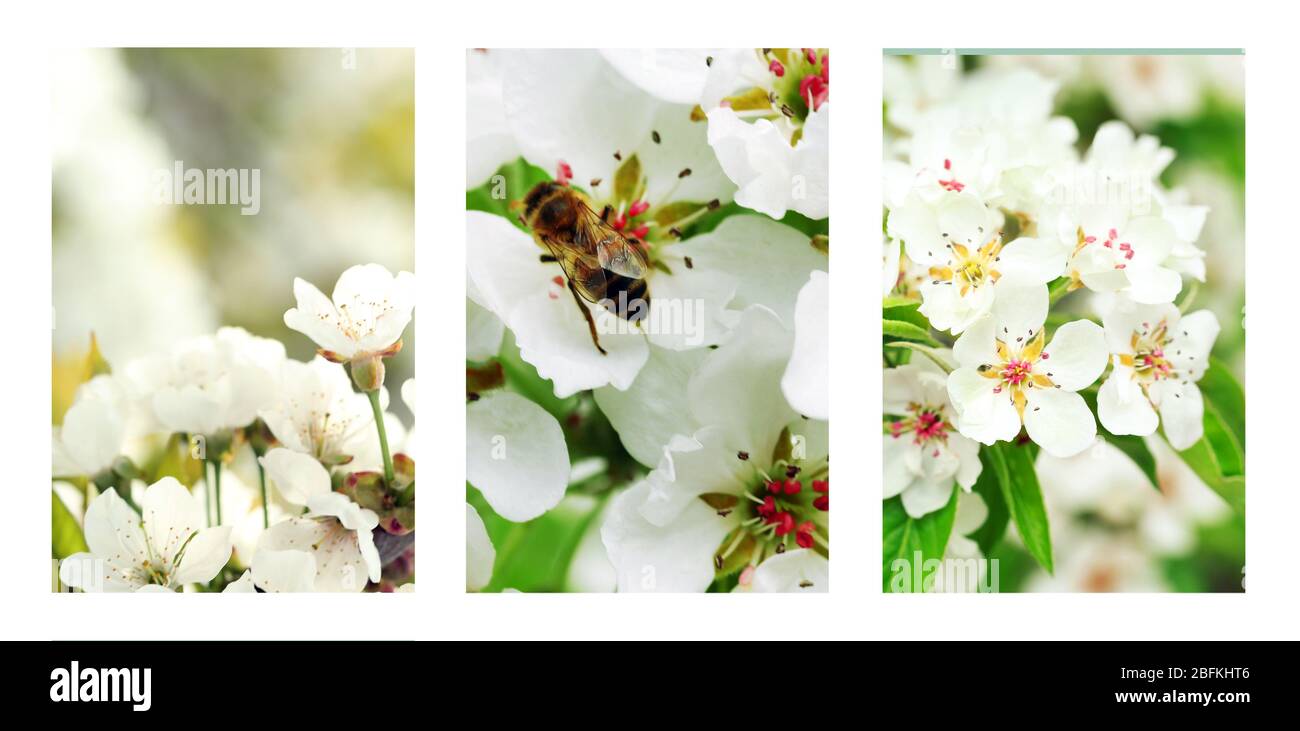 Collage with beautiful spring blossom Stock Photo - Alamy