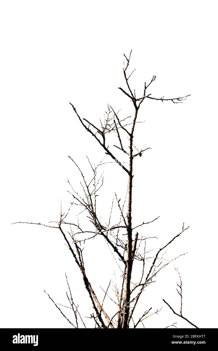 Dry branch isolated on white Stock Photo - Alamy