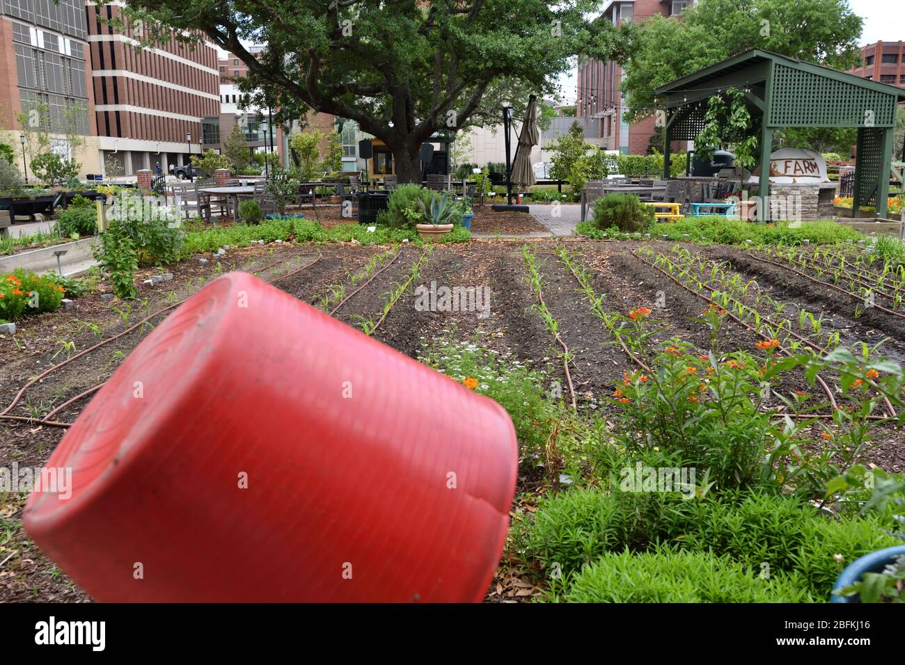Urban Garden with soil plots well cared for by group of volunteers and ...