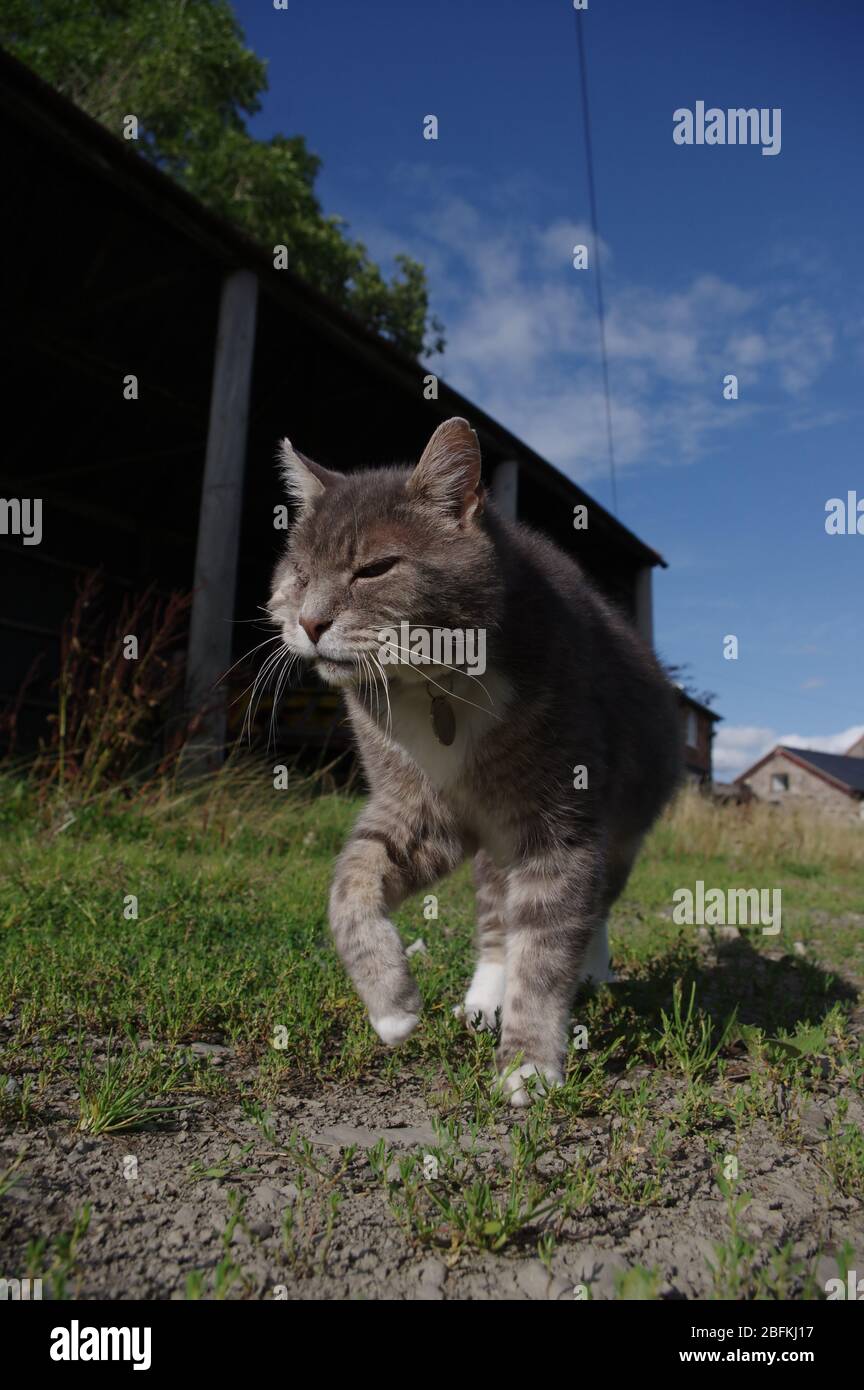 One-eye cat in farmyard Stock Photo - Alamy