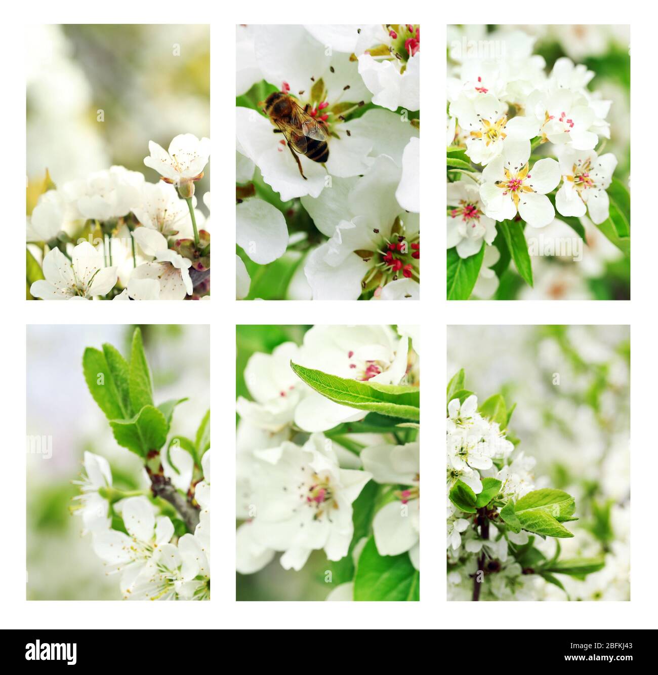 Spring album Cut Out Stock Images & Pictures - Alamy
