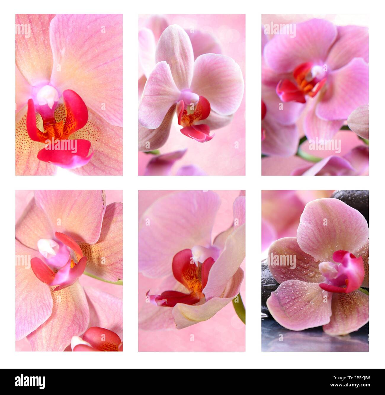 Collage with beautiful pink orchids Stock Photo - Alamy