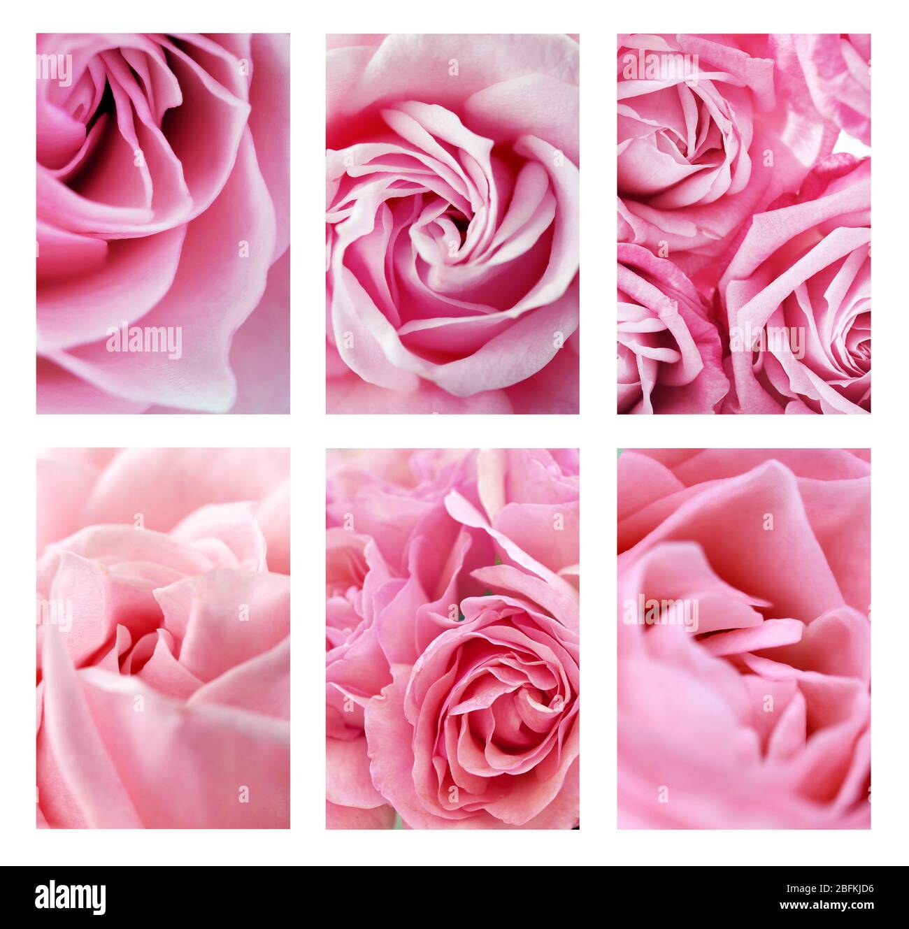 Collage with beautiful pink roses Stock Photo - Alamy