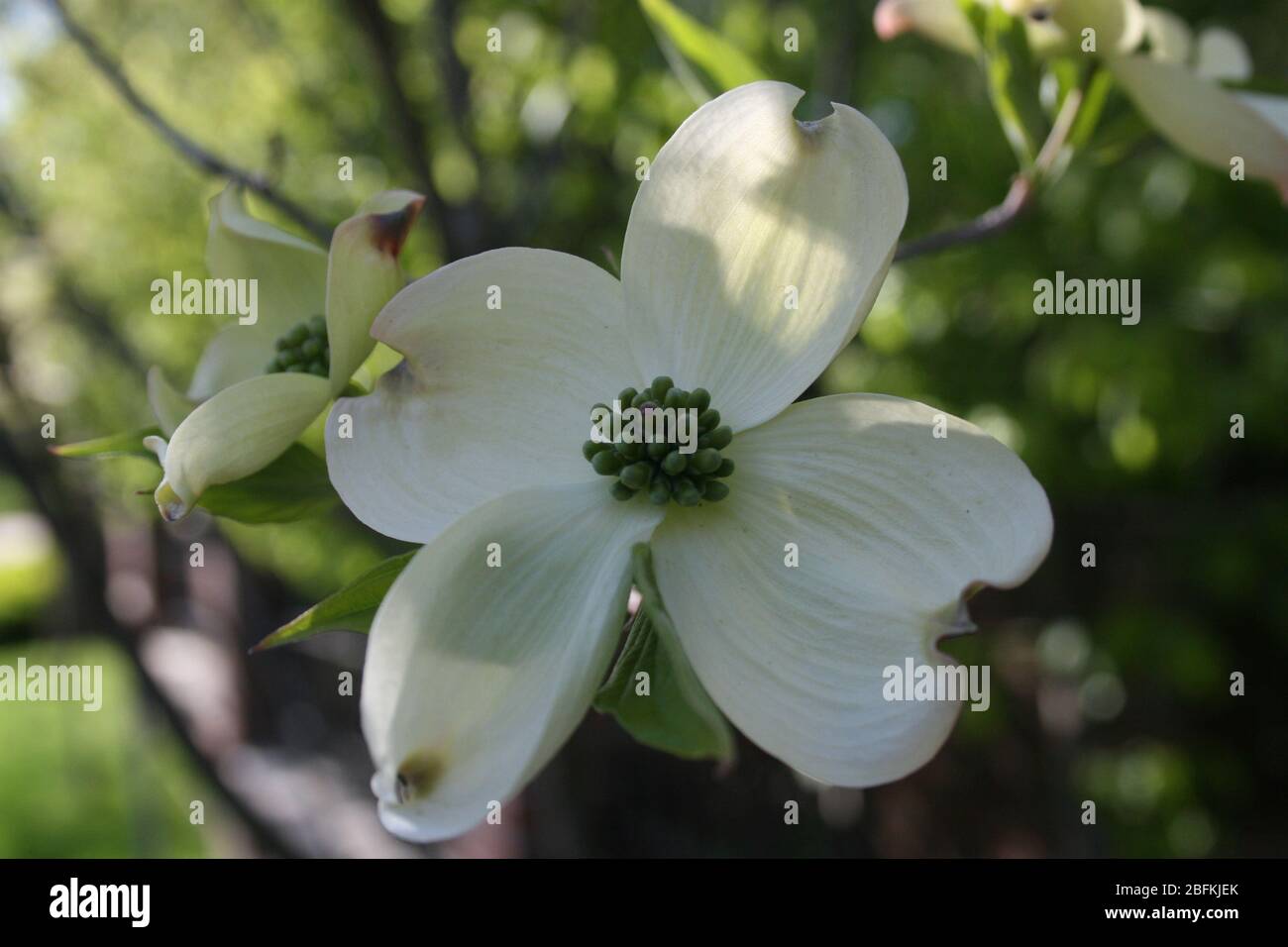 Dogwood in bloom in mid-spring Stock Photo - Alamy