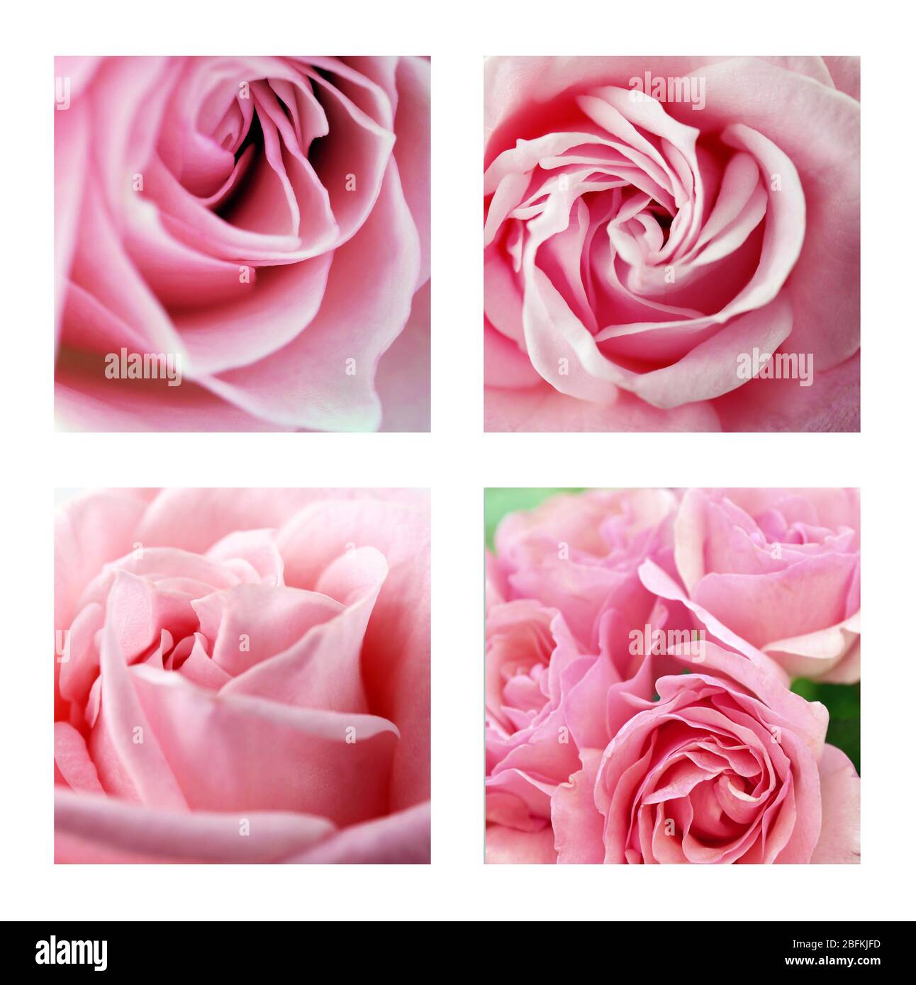 Collage with beautiful pink roses Stock Photo - Alamy