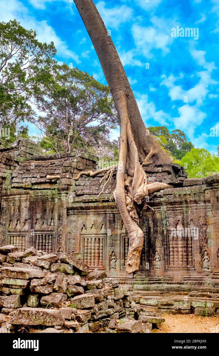 Spung tree (Tetrameles nudiflora) growing in the Preah Khan temple ...