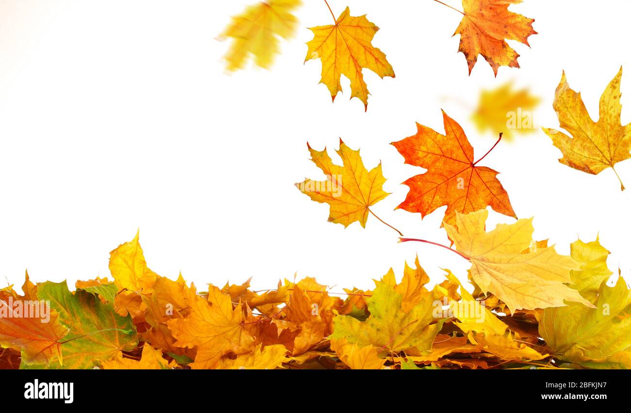 Pile of autumn leaves, isolated on white Stock Photo - Alamy