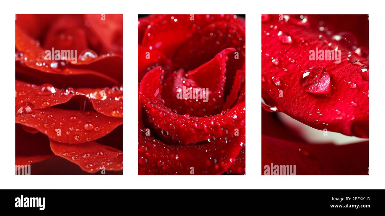 Collage with beautiful red roses Stock Photo - Alamy