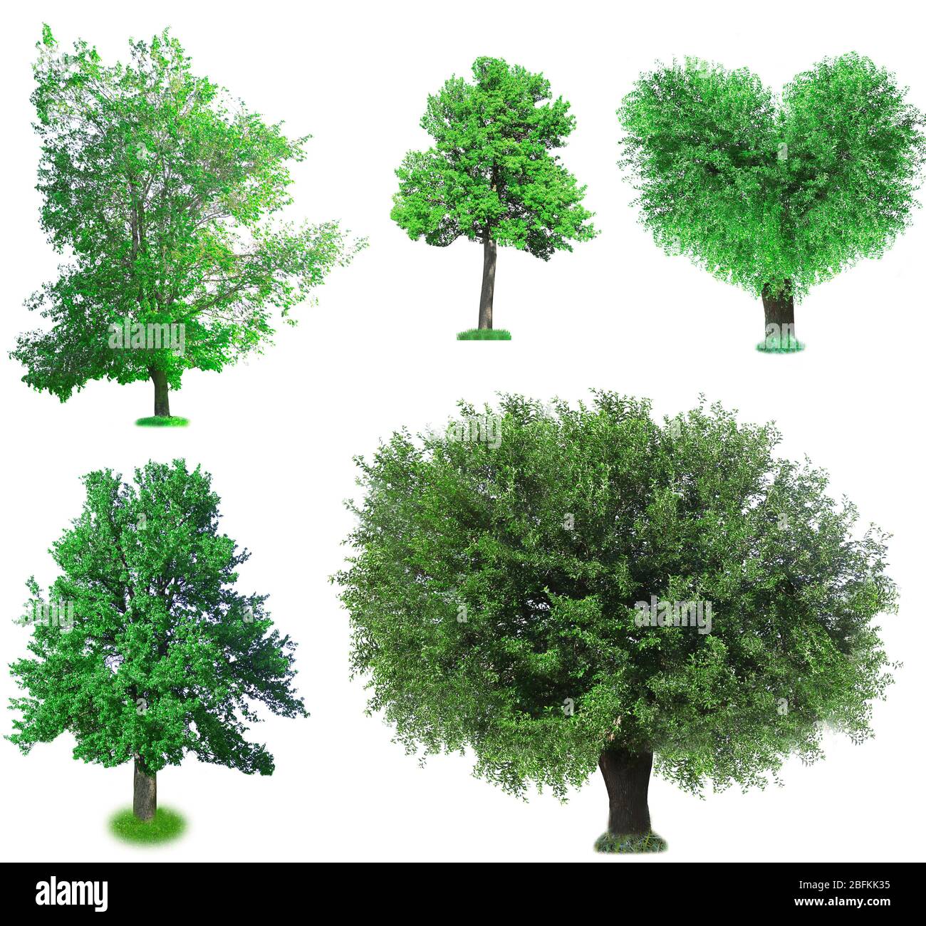 Large green leaves field Cut Out Stock Images & Pictures - Alamy