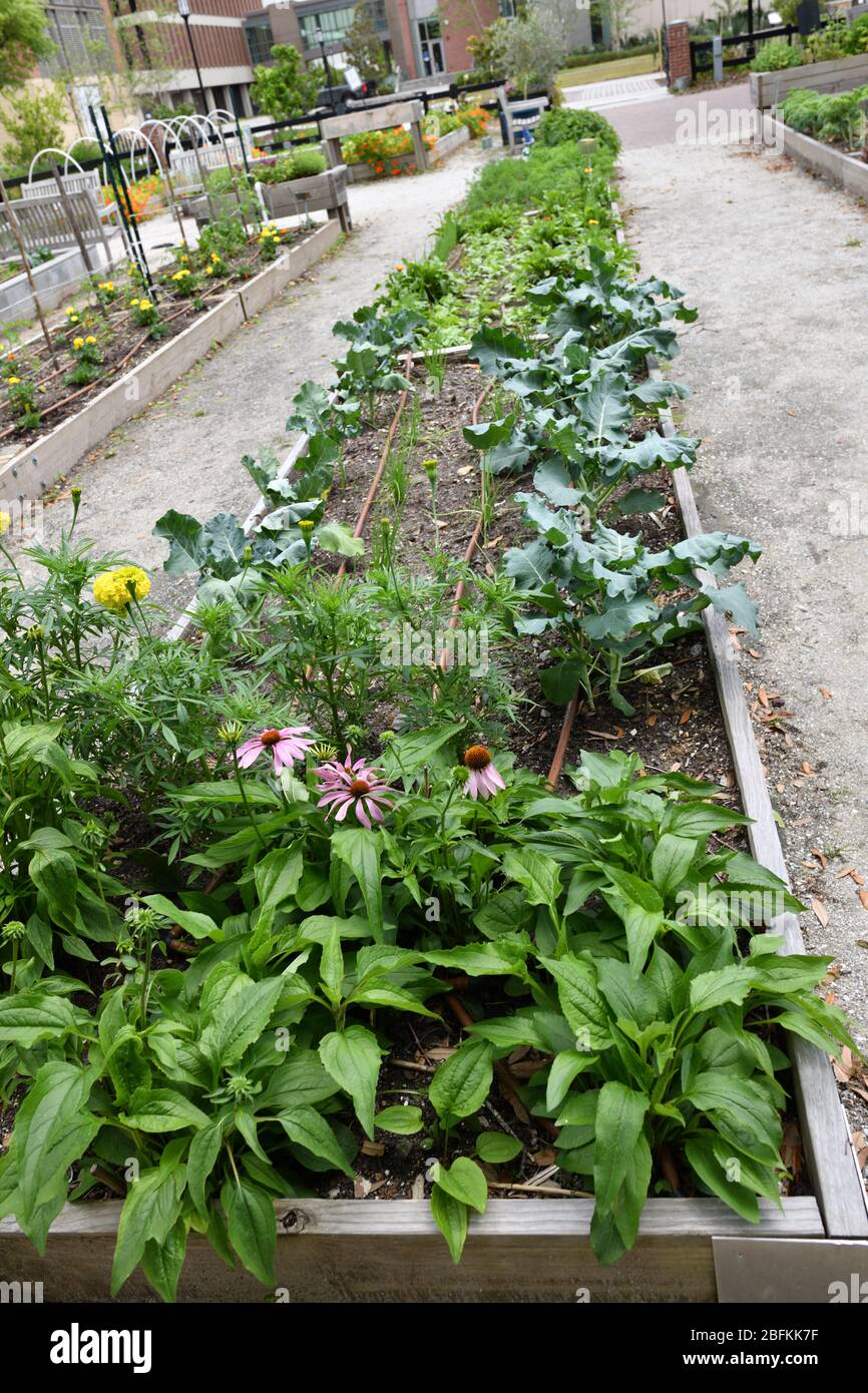 Urban Garden with soil plots well cared for by group of volunteers and ...