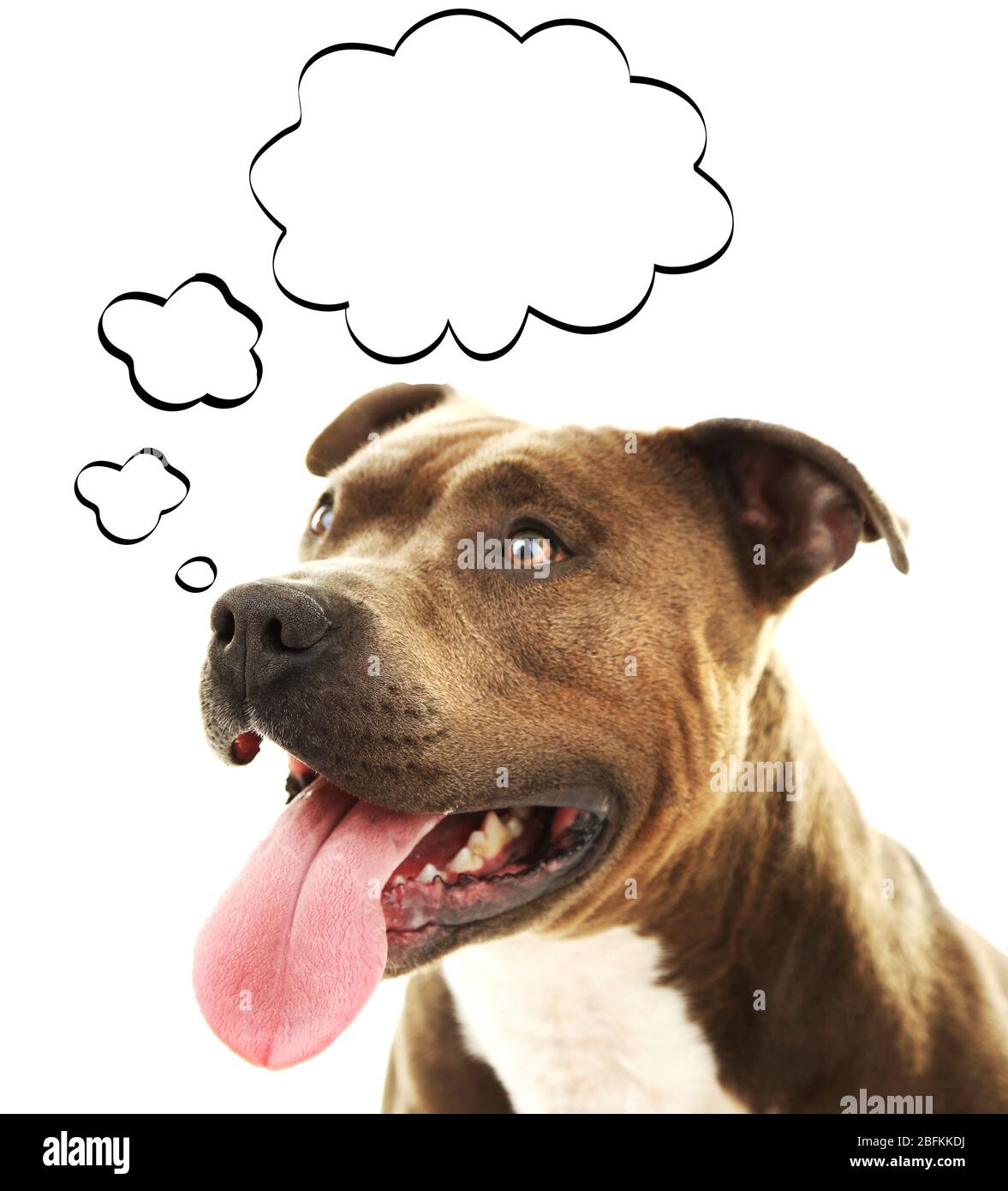 Dog with empty cloud bubble above her head, isolated on white Stock ...