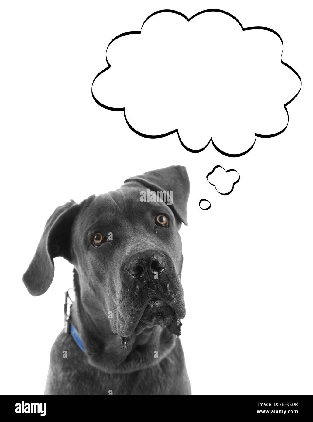 Dog with empty cloud bubble above her head, isolated on white Stock ...