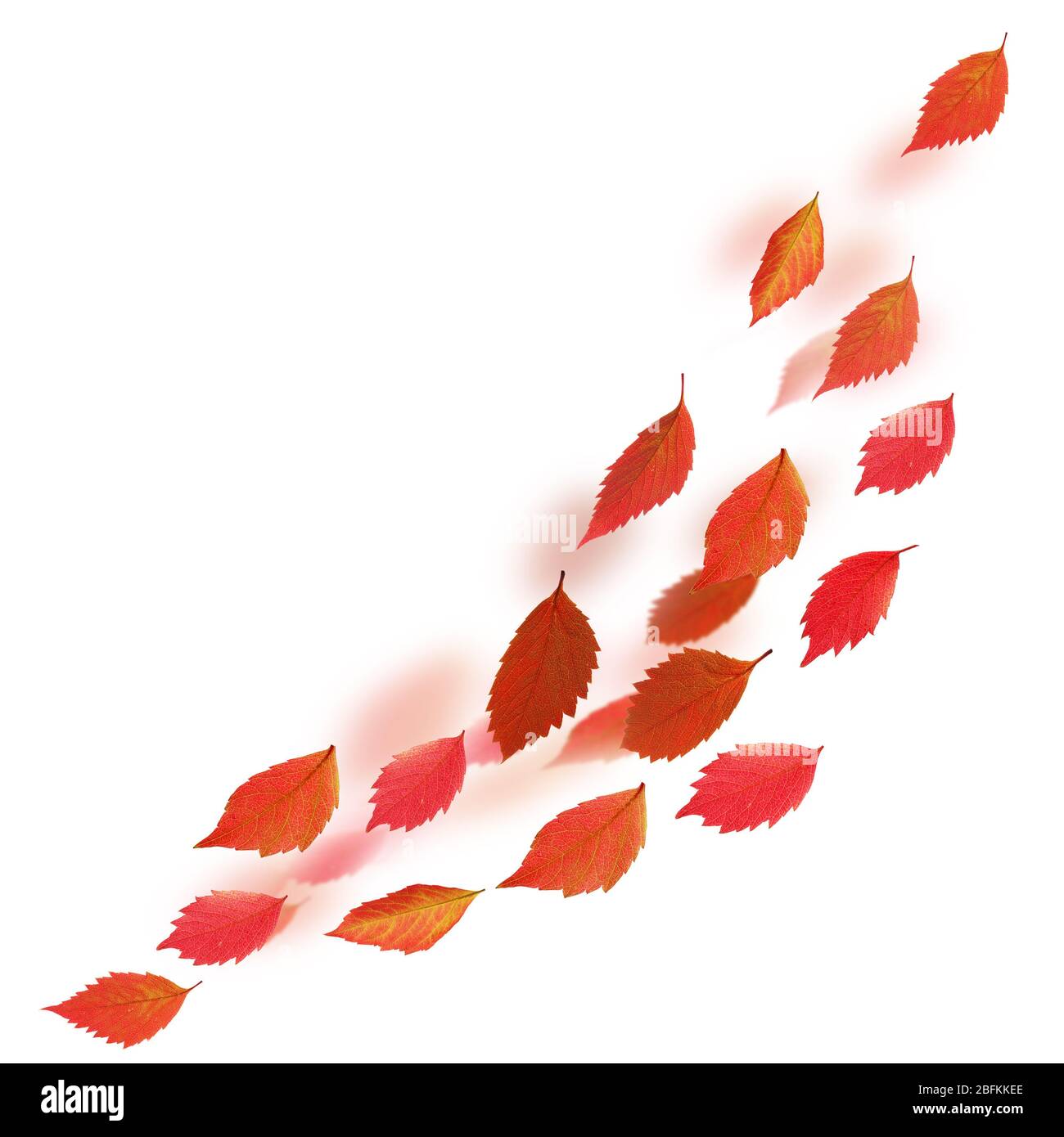 Autumn leaves falling down, isolated on white Stock Photo - Alamy