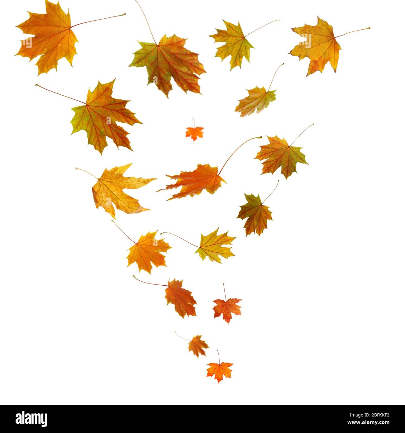 Autumn maple leaves falling down, isolated on white Stock Photo - Alamy