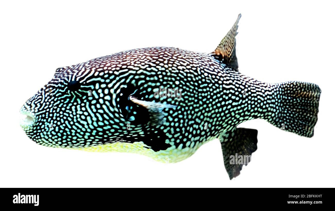 Grey tails Cut Out Stock Images & Pictures - Alamy