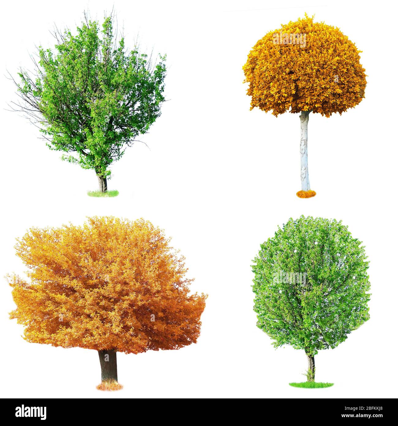 Many Different Deciduous Trees High Resolution Stock Photography and ...