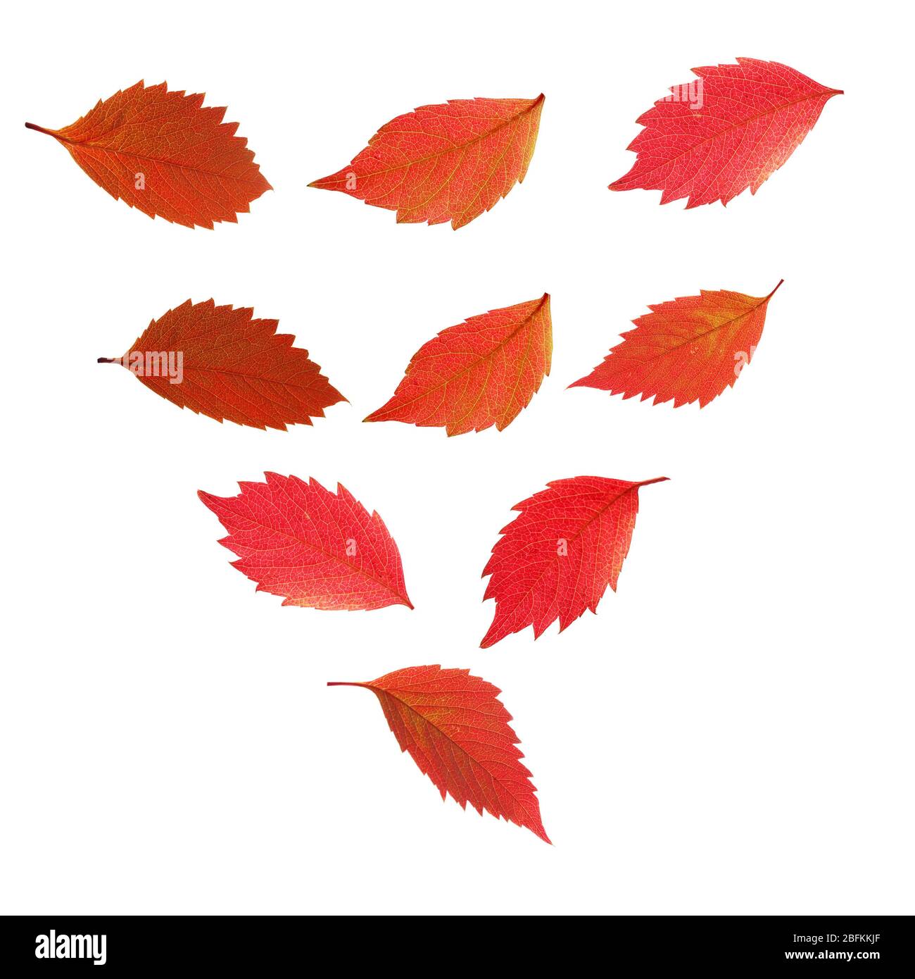 Autumn leaves falling down, isolated on white Stock Photo - Alamy