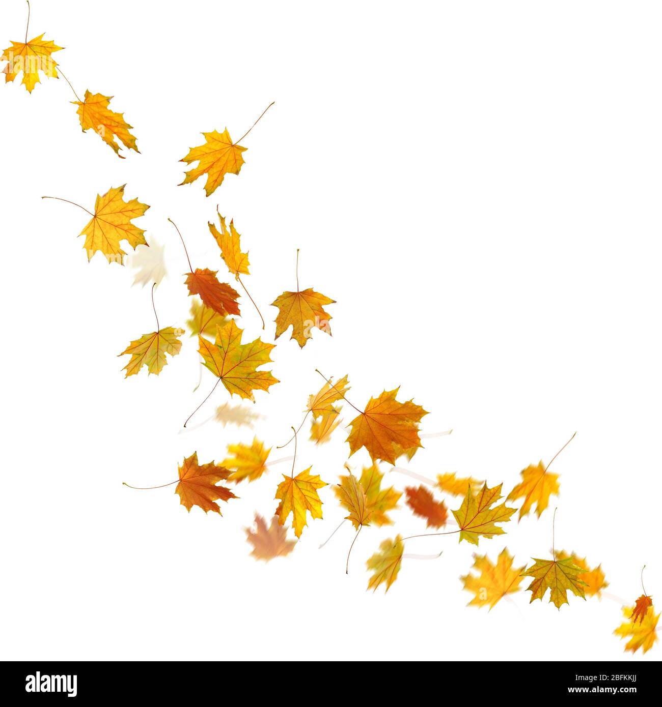 Autumn maple leaves falling down, isolated on white Stock Photo - Alamy