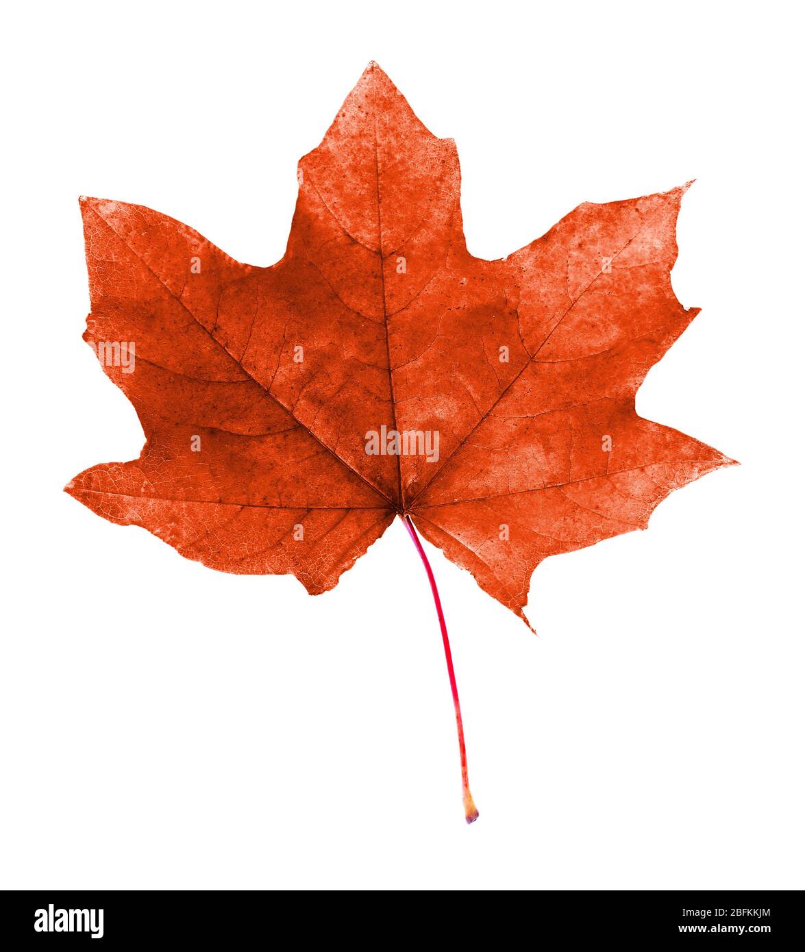 Red maple leaf, isolated on white Stock Photo - Alamy
