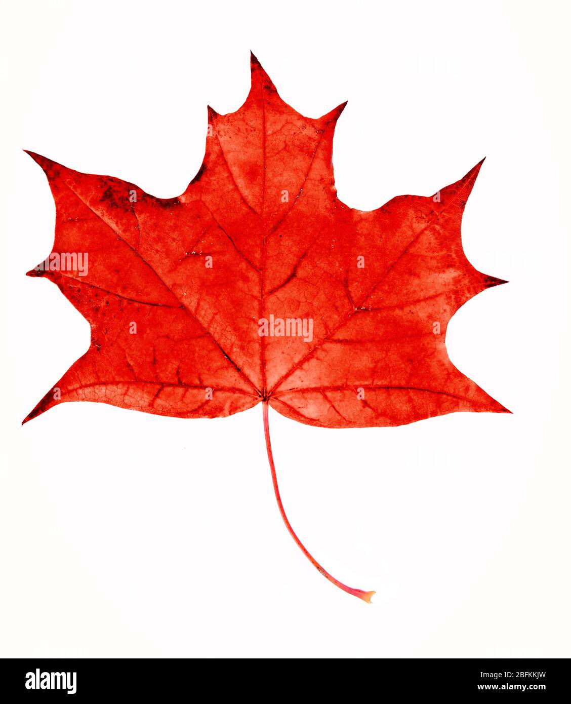 Red maple leaf, isolated on white Stock Photo - Alamy