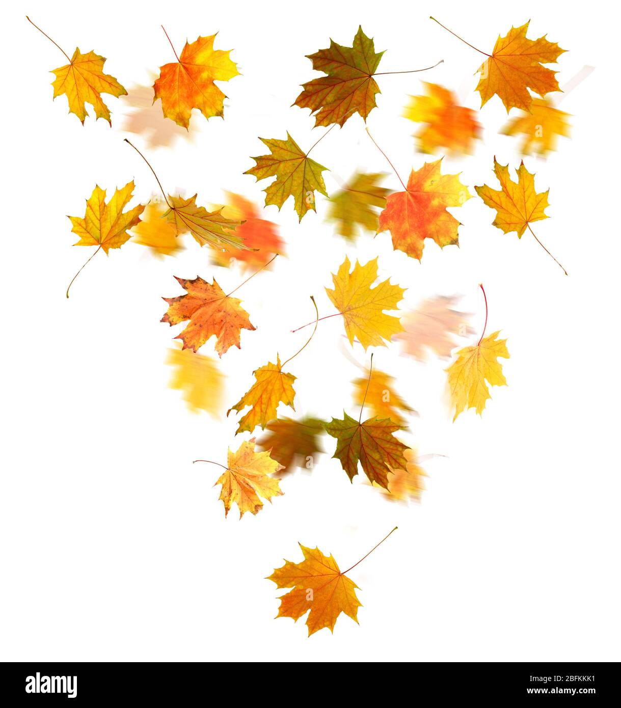 Autumn maple leaves falling down, isolated on white Stock Photo - Alamy