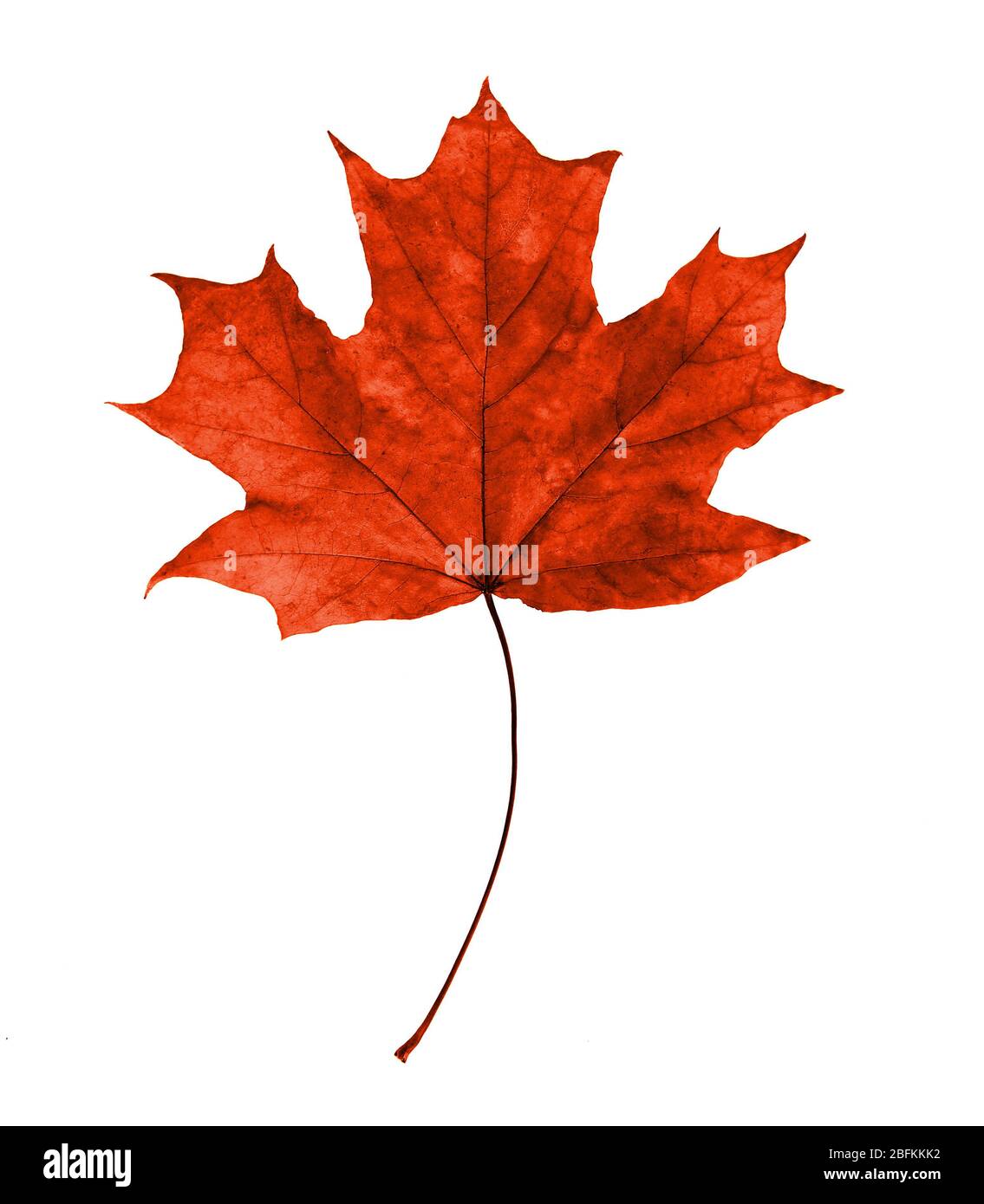 Red maple leaf, isolated on white Stock Photo - Alamy