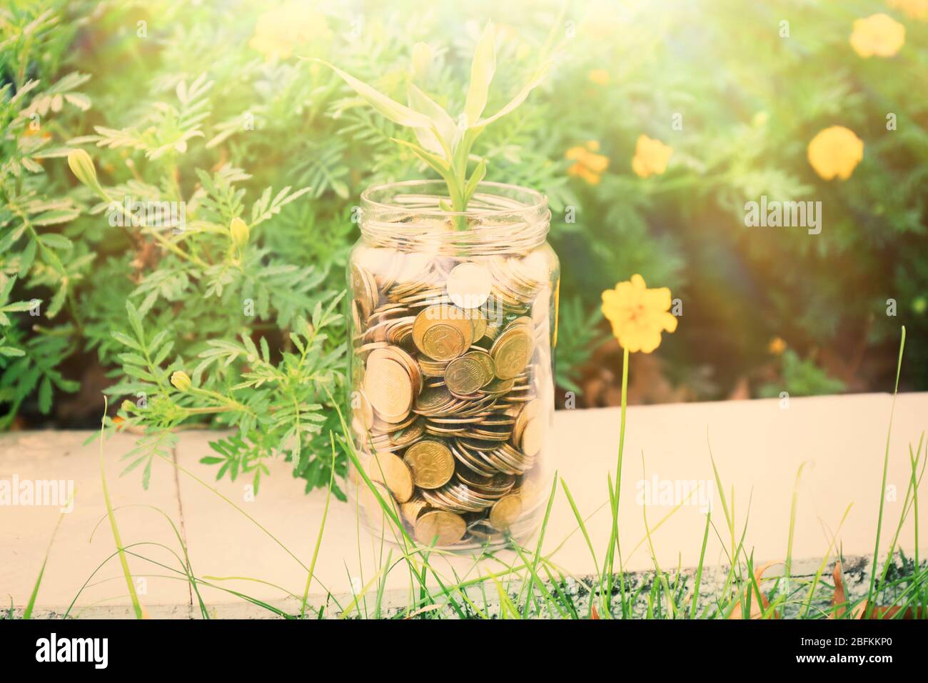 Plant growing in coins outside Stock Photo - Alamy