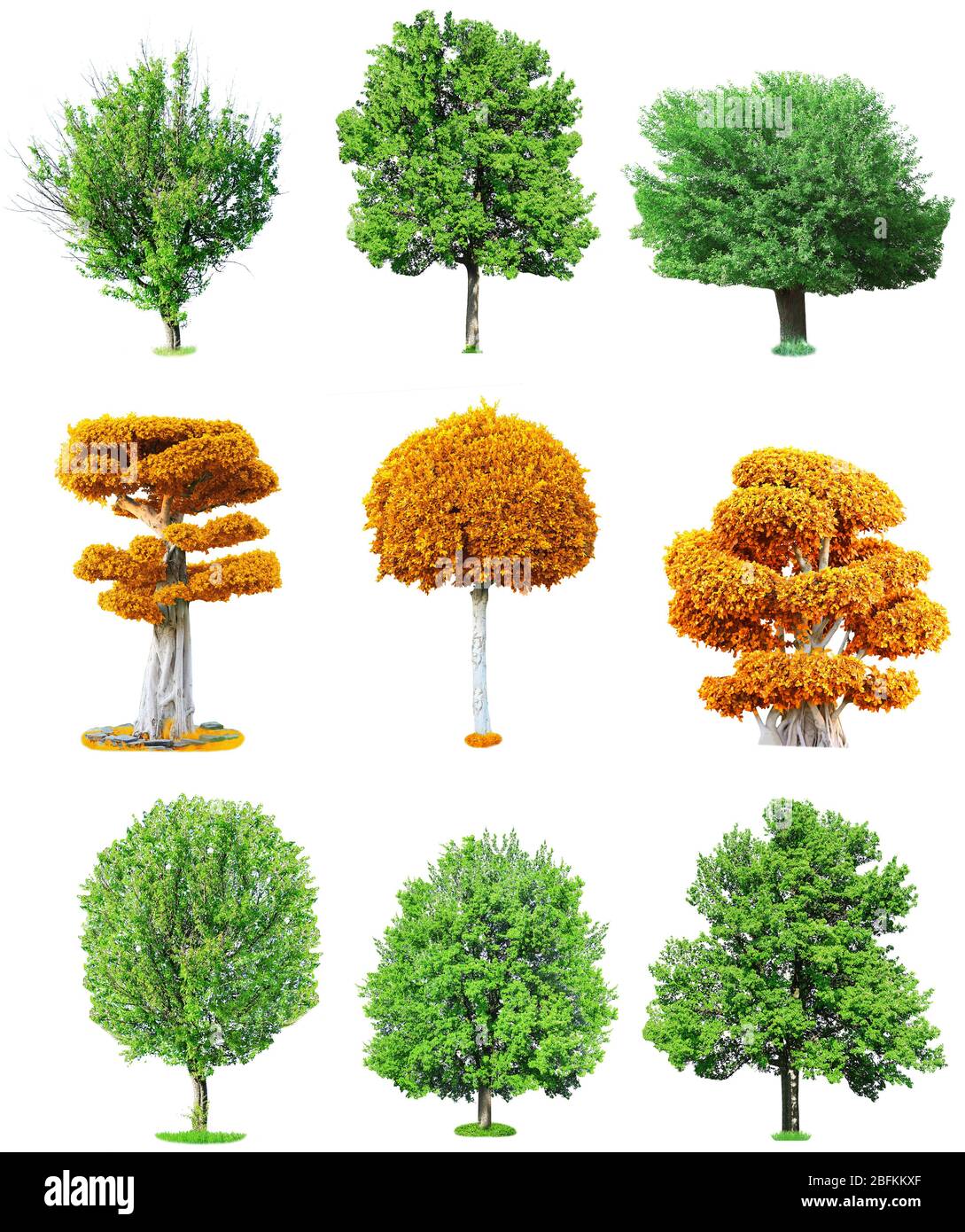 Different trees, isolated on white background Stock Photo - Alamy