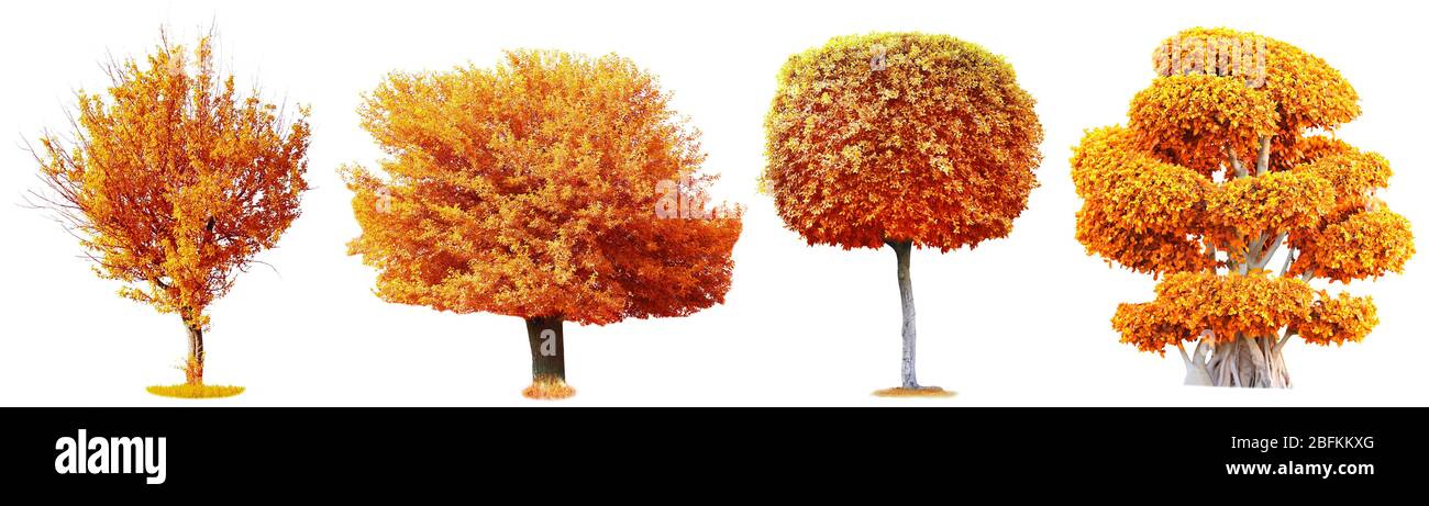 Yellow foliage on autumn trees Cut Out Stock Images & Pictures - Alamy