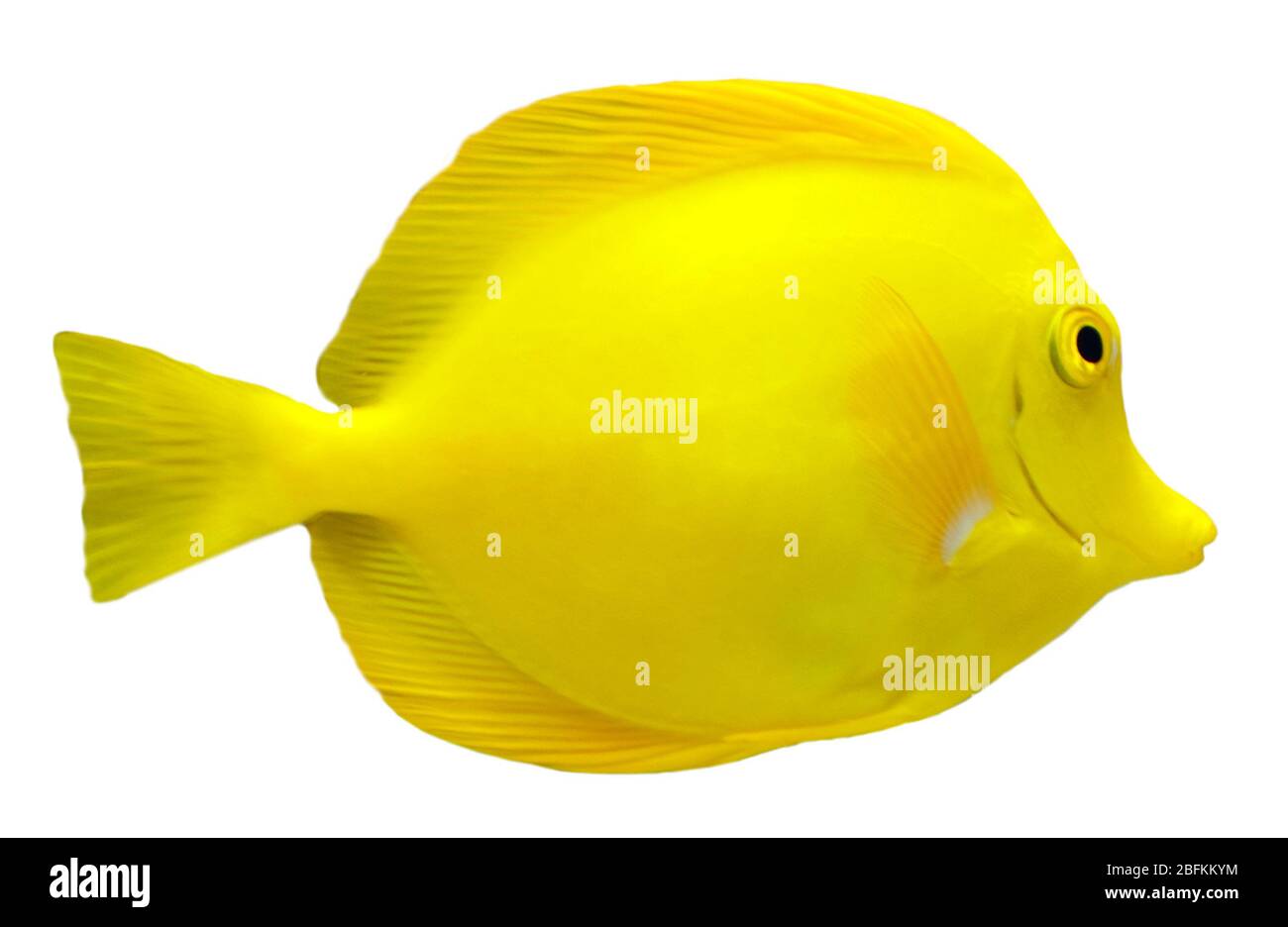 Exotic fish isolated on white Stock Photo - Alamy