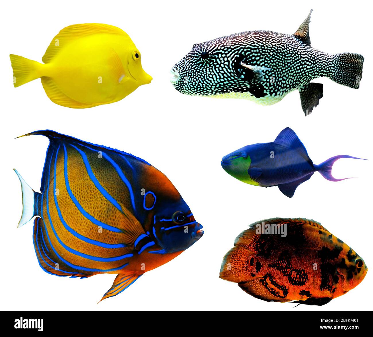 Exotic fishes, isolated on white Stock Photo - Alamy