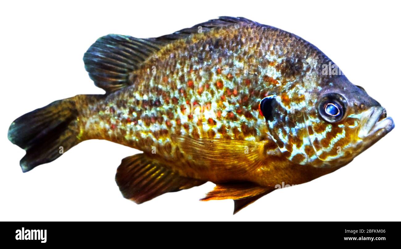 Exotic fish isolated on white Stock Photo - Alamy