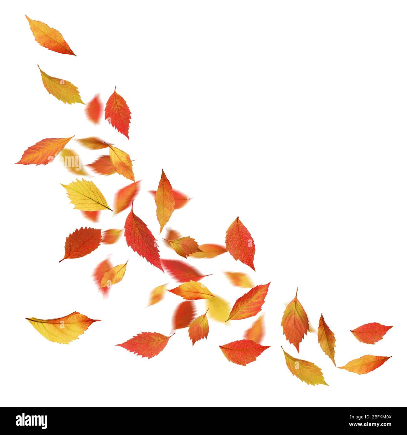 Autumn leaves falling down, isolated on white Stock Photo - Alamy