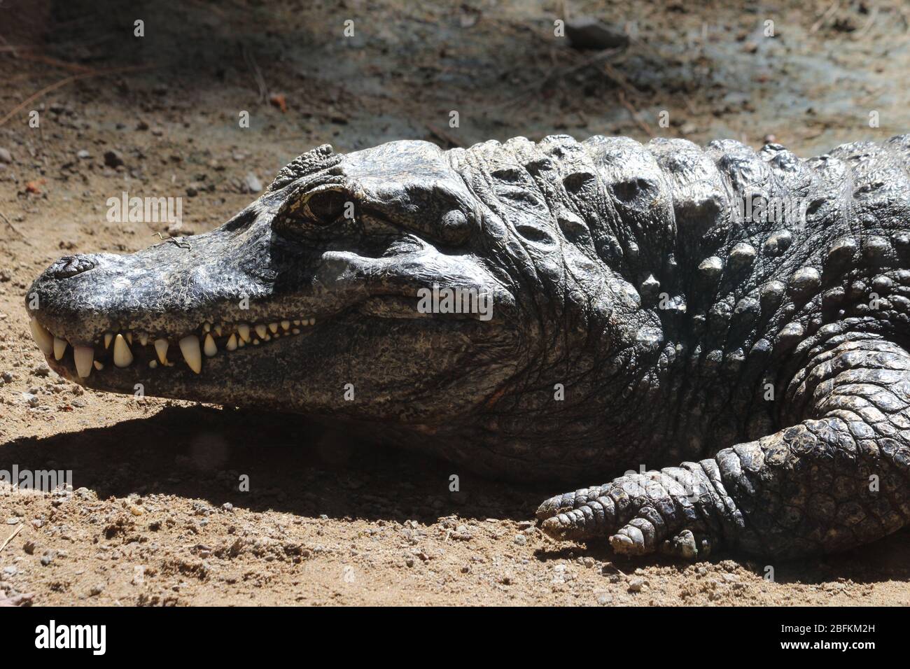 Krokodil kaiman hi-res stock photography and images - Alamy