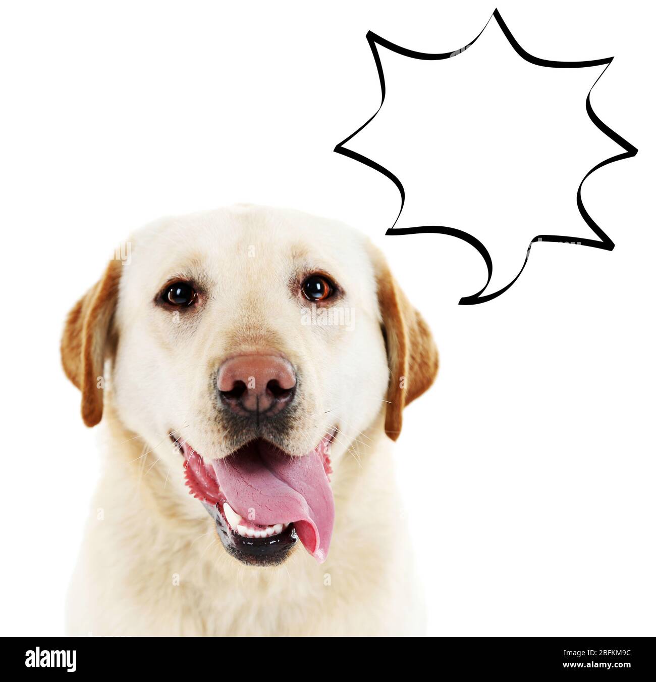 Golden retriever golden retriever dog with white empty blank hi-res ...