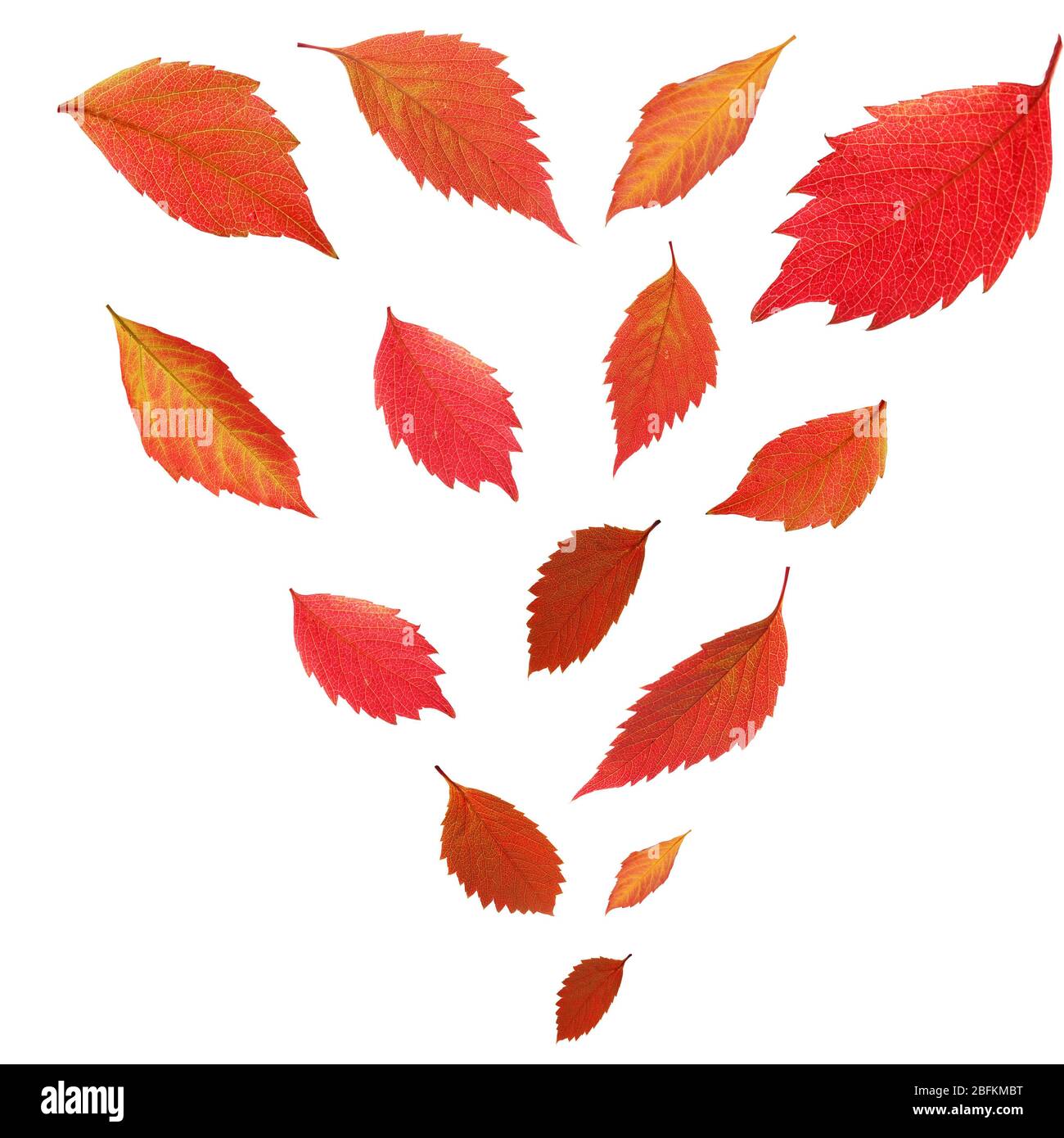 Autumn leaves falling down, isolated on white Stock Photo - Alamy