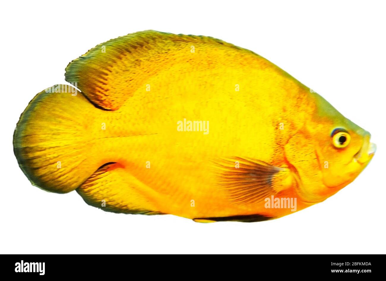 Aquarium of the pacific fish Cut Out Stock Images & Pictures - Alamy