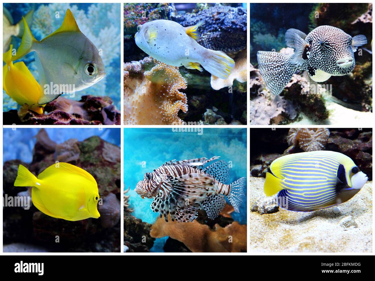 Underwater world - exotic fishes in an aquarium Stock Photo - Alamy