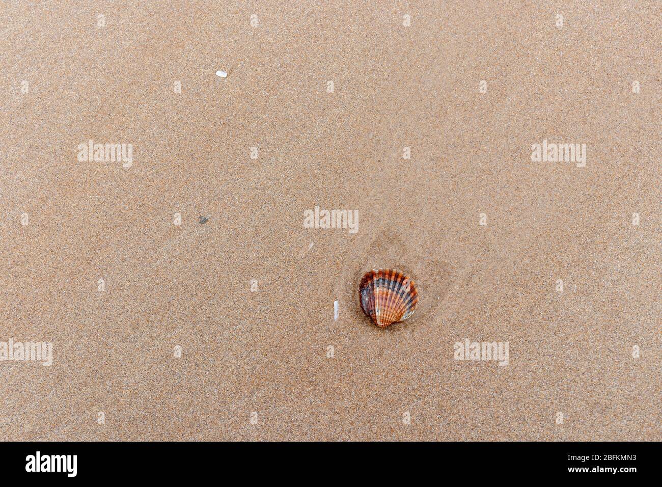 shells in the sand at the beach Stock Photo - Alamy