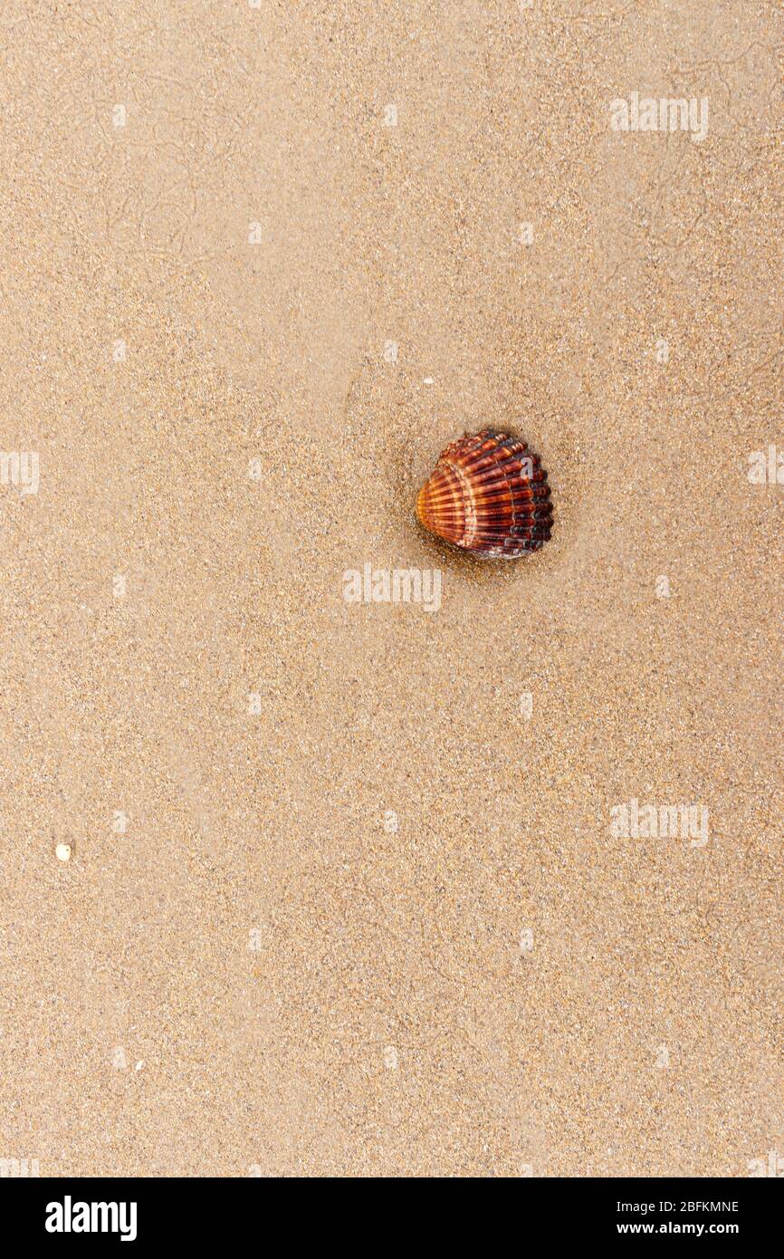 shells in the sand at the beach Stock Photo - Alamy