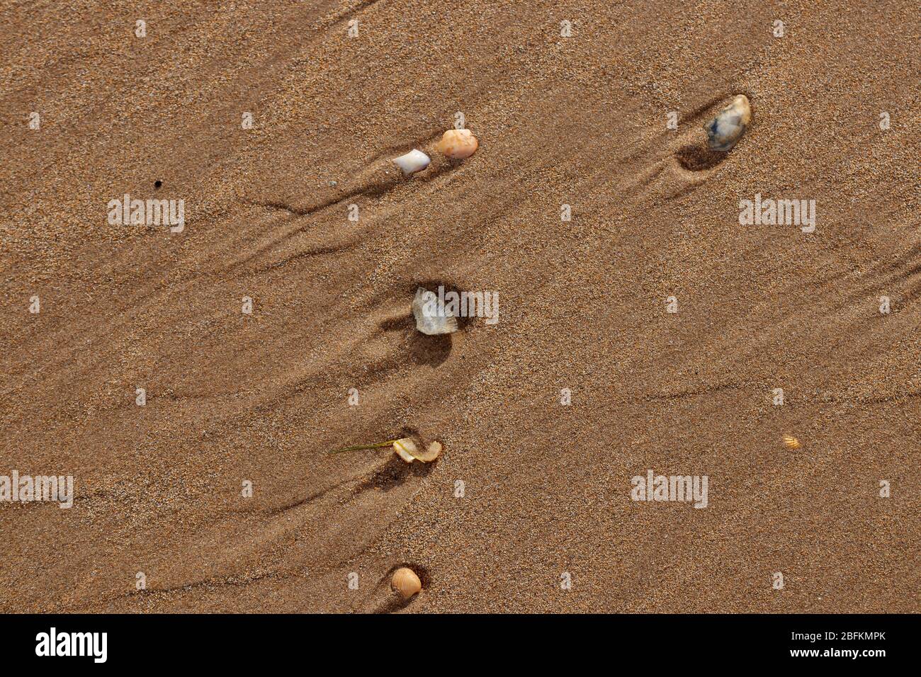 shells in the sand at the beach Stock Photo - Alamy
