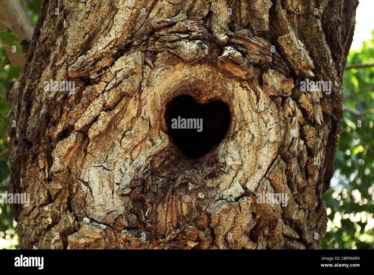 Tree hollow hi-res stock photography and images - Alamy