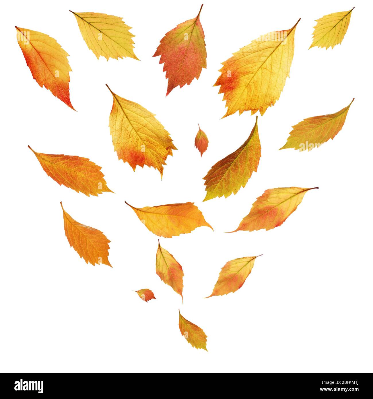 Autumn leaves falling down, isolated on white Stock Photo - Alamy