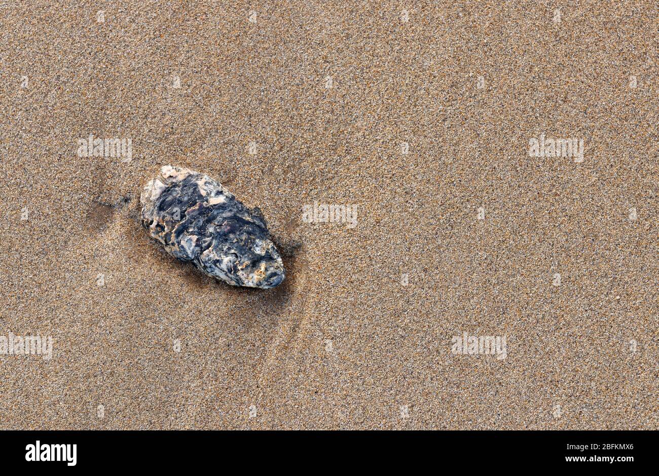 shells in the sand at the beach Stock Photo - Alamy