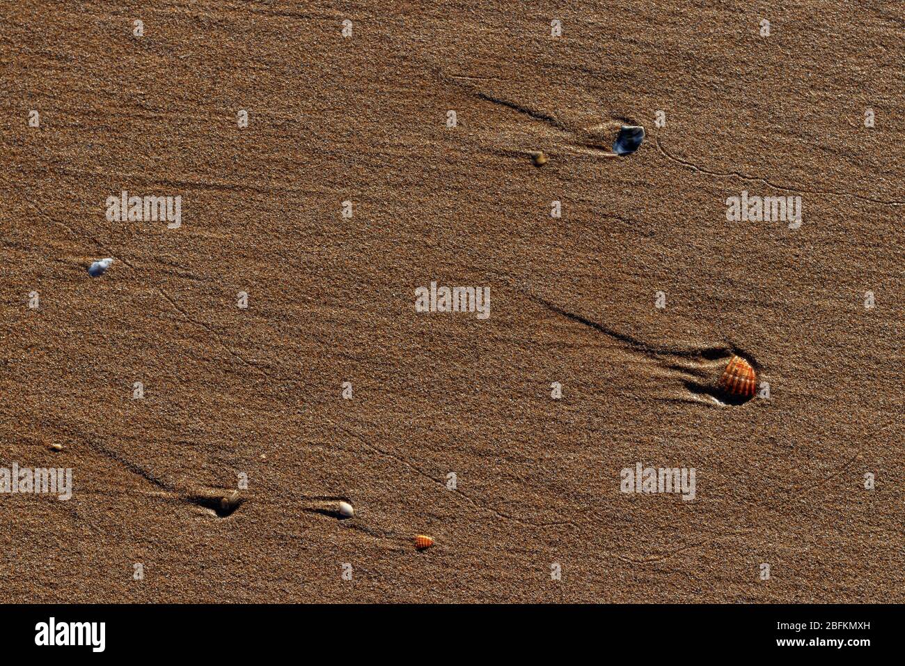 shells in the sand at the beach Stock Photo - Alamy