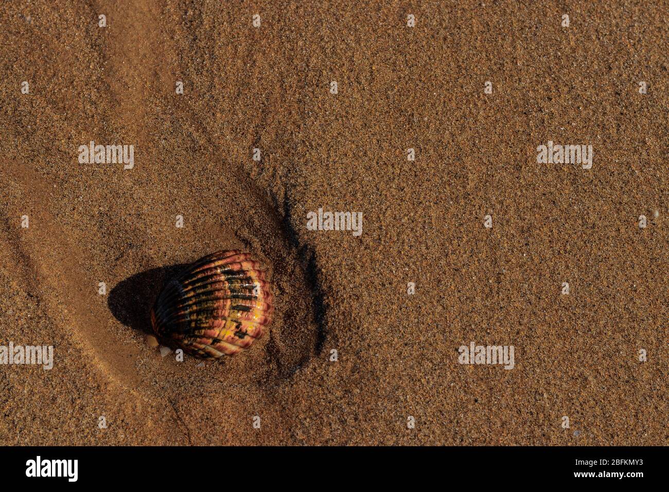 Orange shells hi-res stock photography and images - Alamy