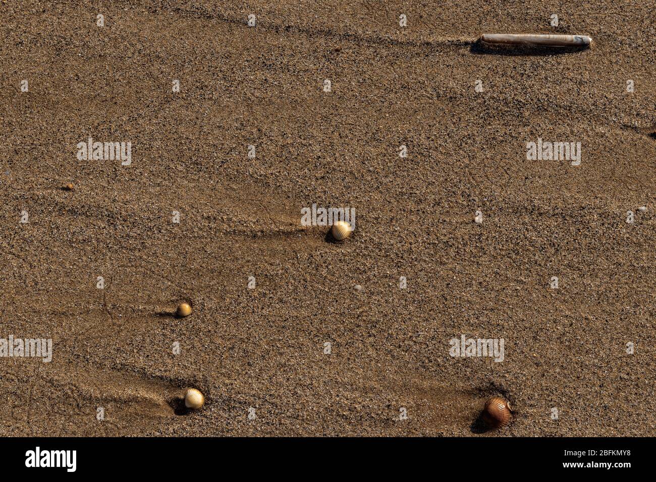 shells in the sand at the beach Stock Photo - Alamy
