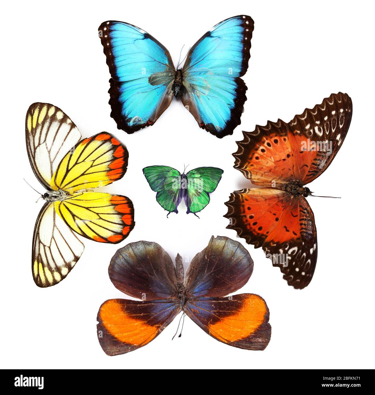 Butterflies collection, isolated on white Stock Photo - Alamy