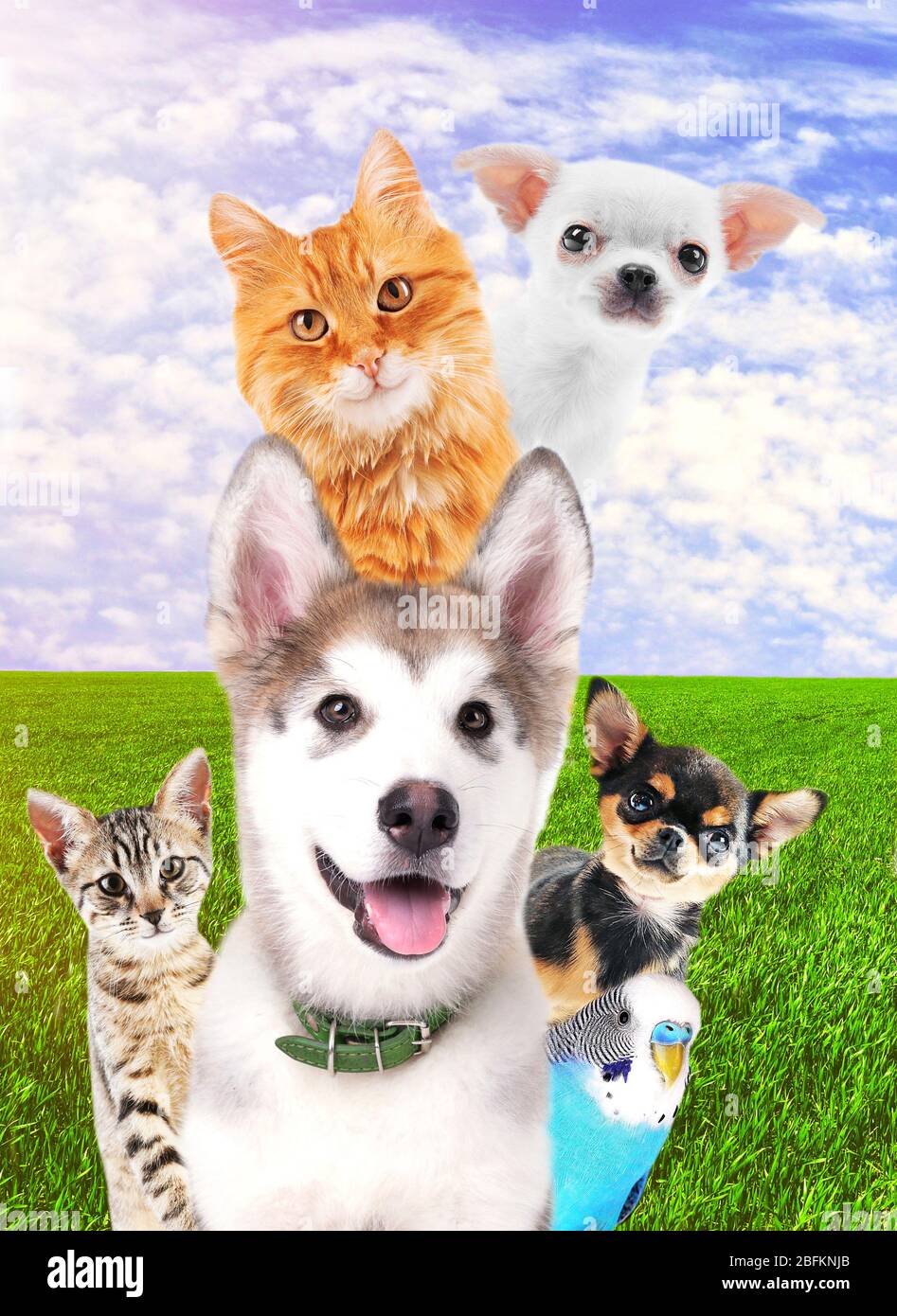 Cute pets on nature background Stock Photo - Alamy