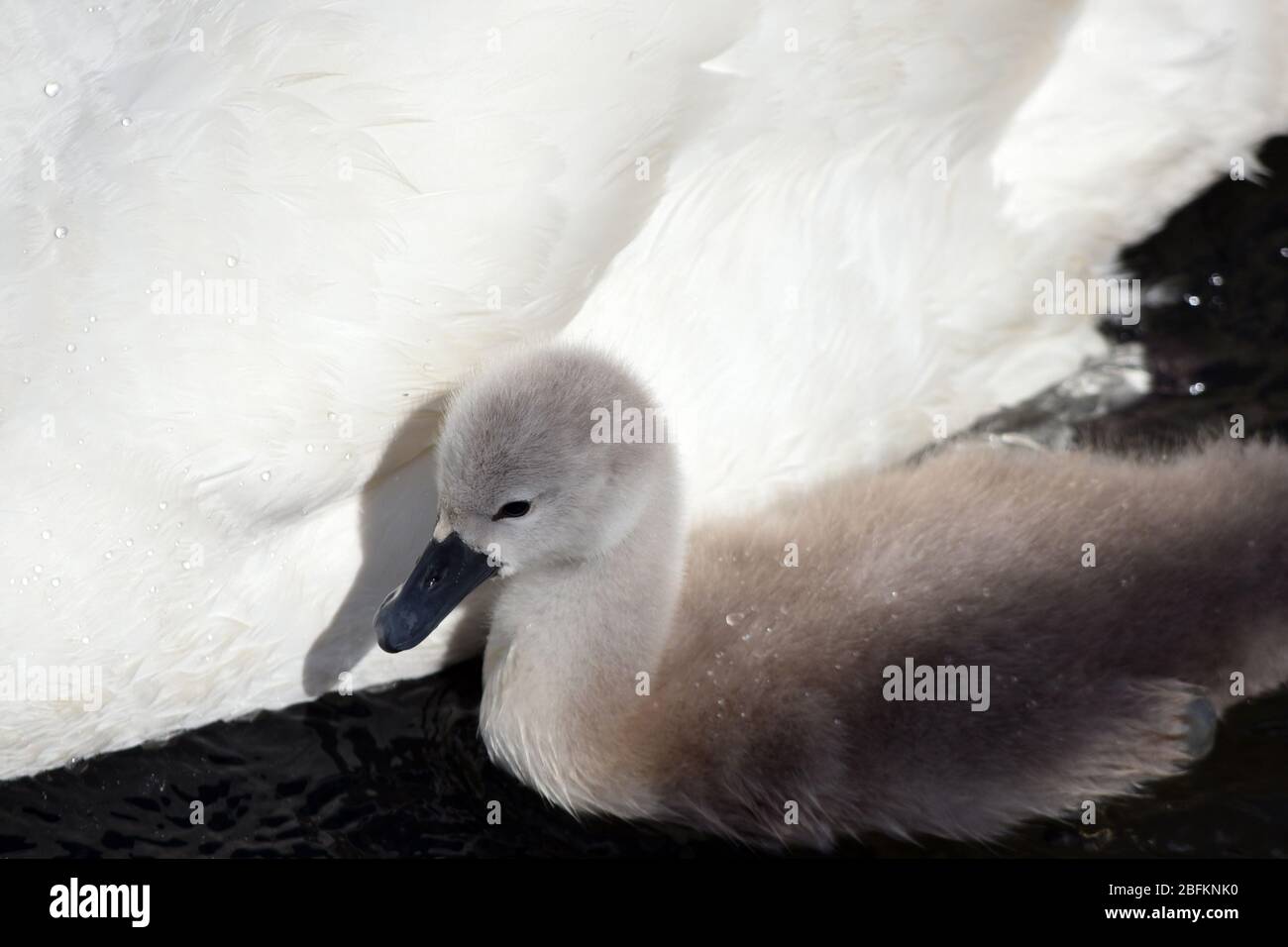 Cygnet face hi-res stock photography and images - Alamy